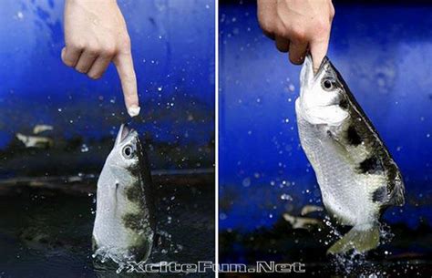 Image result for Screaming Fish Finger