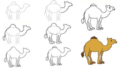 Image result for Camel Drawing Tutorial