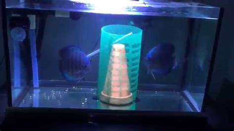 Image result for Discus Fish Breeding