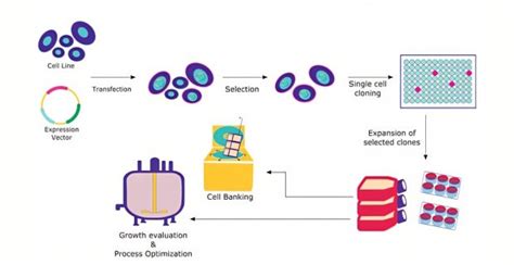 Image result for Expression Cloning Explained