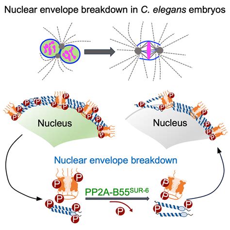 Image result for nuclear envelope structure