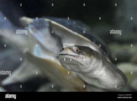 Image result for Long Neck Turtle