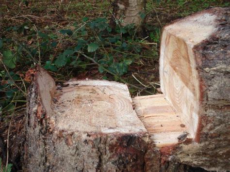 Image result for Felling a Tree Cuts