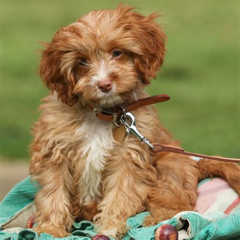 Image result for Cavapoo Pup