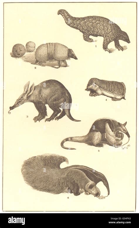 Image result for Python vs Armadillo