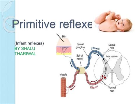 Image result for And Are Examples of Primitive Reflexes