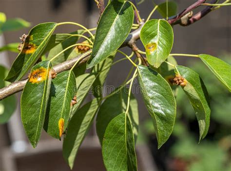 Image result for Pear Tree Leaf Rust