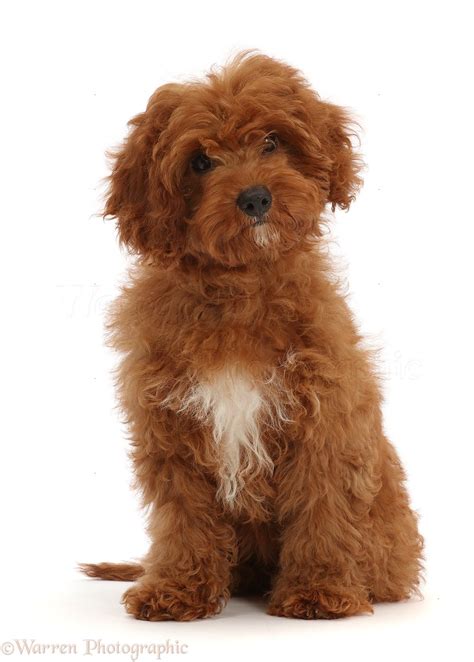 Image result for Red and White Cavapoo