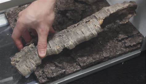 Image result for Bioactive Iguana Setup