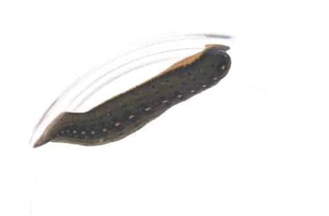 Image result for How to Cook Leech