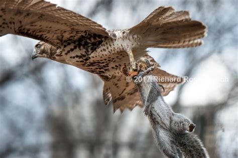 Image result for Red Tail Hawk Caatching Squirrel