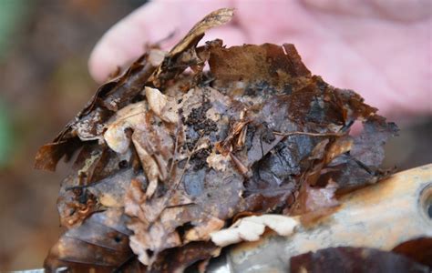 Image result for Humus Earth Science