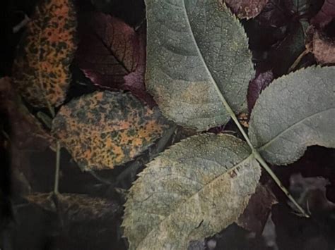 Image result for Cherry Tree Rust