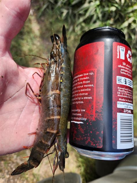 Image result for Catching Prawns
