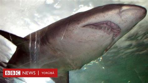 Image result for Alien Shark Attack