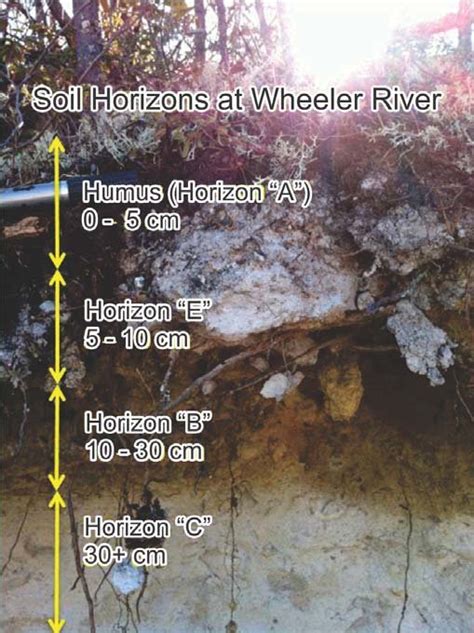 Image result for Humus Soil Layer