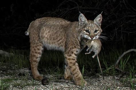 Image result for Bobcat vs Python