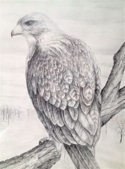 Image result for Blue Hawk Drawing