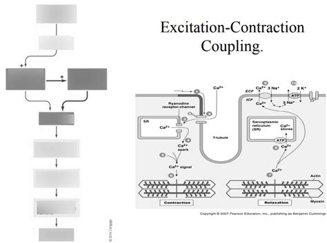 Image result for Label Structures Associated with Excitation-Contraction Coupling