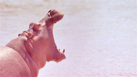 Image result for Audio Sound Effects