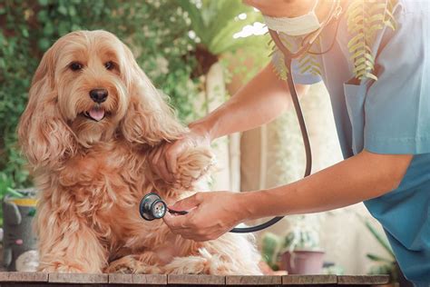 Image result for Mini Cockapoo Health Tips