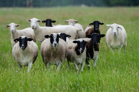 Image result for Colleges with Animal Science Programs