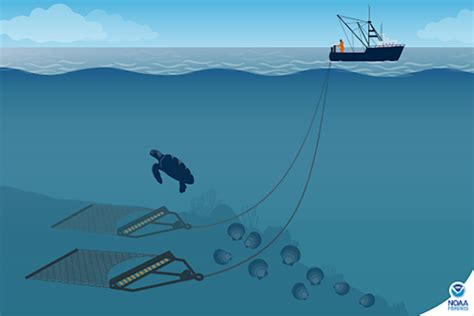 Image result for How to Catch a Turtle with a Net