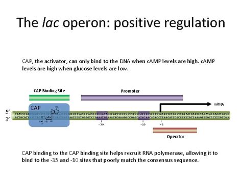Image result for Lac Operon Positive Control