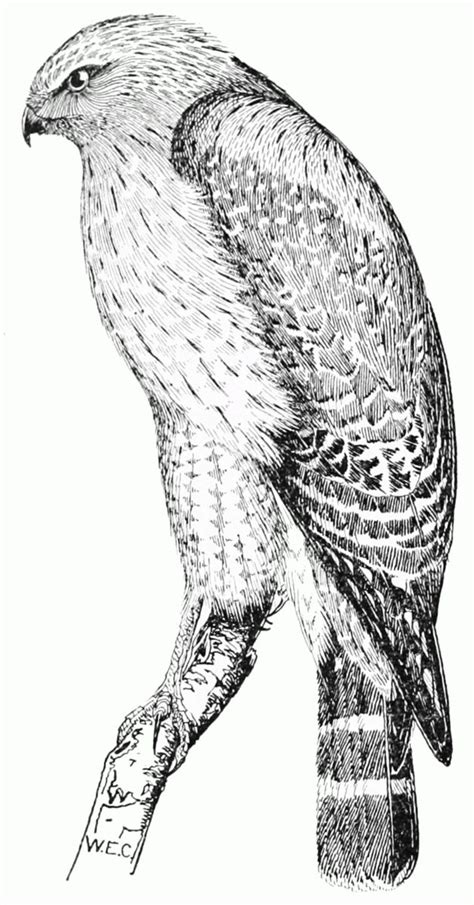 Image result for Blue Hawk Drawing