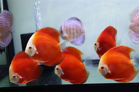 Image result for Most Expensive Discus Fish