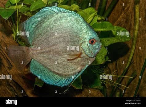 Image result for Symphysodon Discus