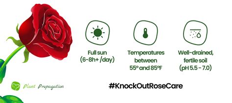 Image result for How to Prune Knockout Roses in Spring