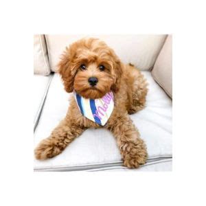 Image result for Cavapoo Haircuts