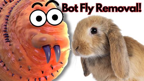 Image result for Bot Fly Larvae Removal