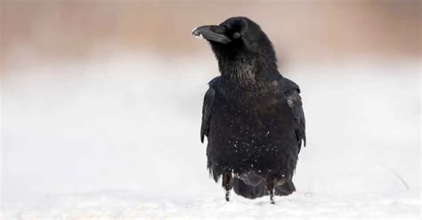 Image result for Ravens Behavior