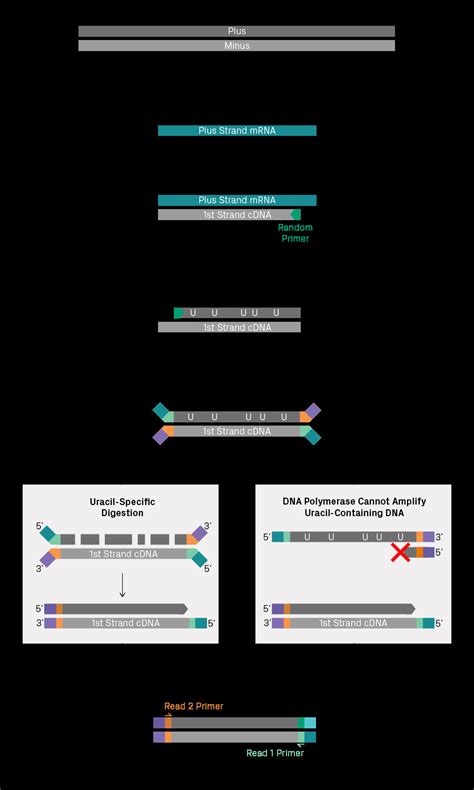 Image result for Unstranded vs Stranded