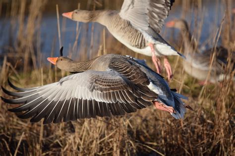 Image result for Anser Anser Spectrogram