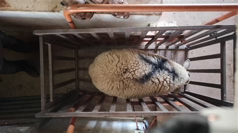 Image result for Sheep Reprogramming