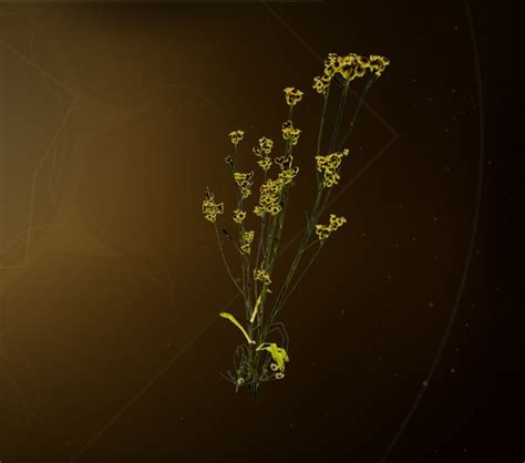 Image result for Exploding Witch Hazel