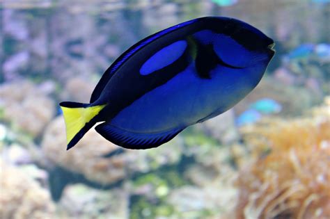 Image result for Finding Nemo Real Life