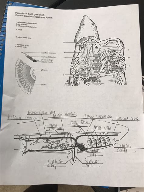 Image result for Shark Dissection