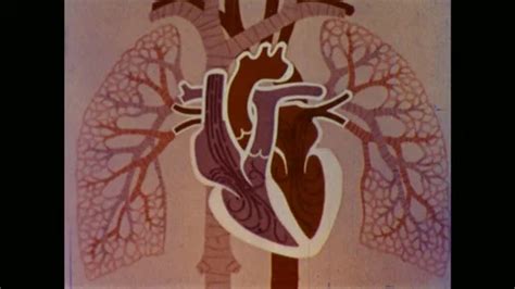 Image result for Heart Pumping Animation