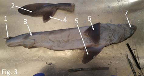Image result for Shark Dissection