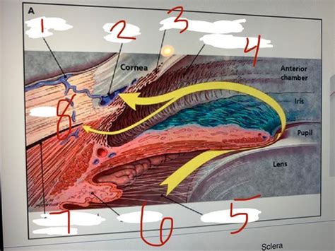 Image result for Aqueous Humor Outflow