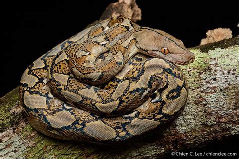 Image result for Reticulated Python Range