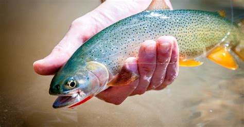 Image result for Best Trout Fly Patterns