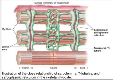 Image result for Structures Associated with Excitation-Contraction Coupling