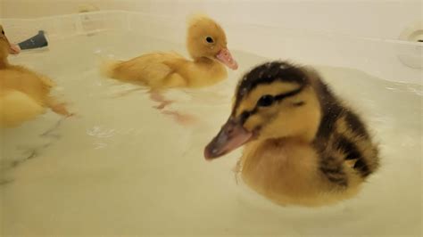 Image result for Ducklings Hatching