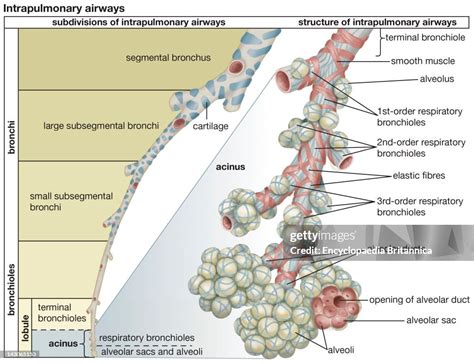 Image result for Intrapulmonary Air Space