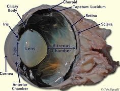 Image result for Cow Eye Dissection